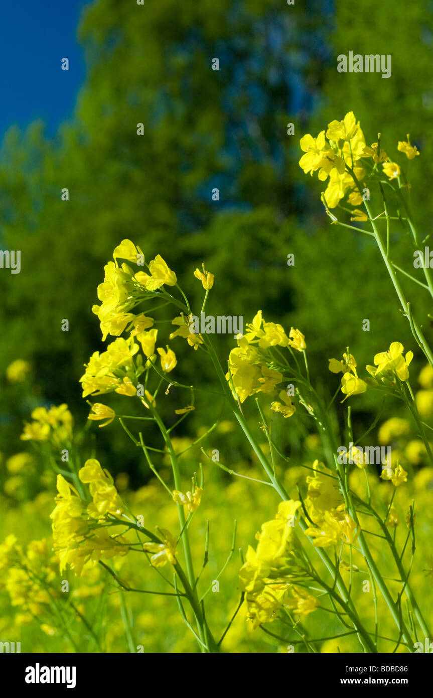 A golden field of Oilseed rape crop (Brassica napus Stock Photo - Alamy