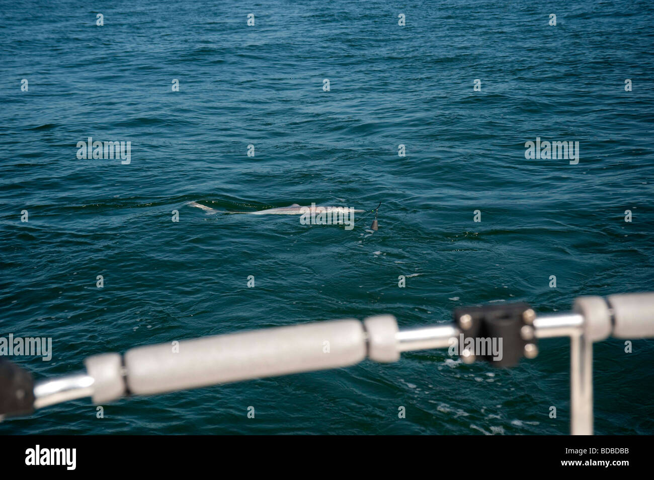 Tope angling from a fishing boat Stock Photo - Alamy