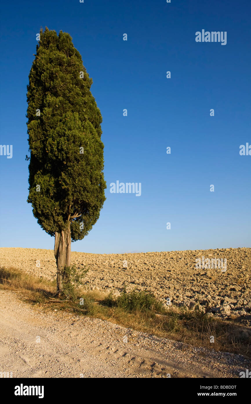 Lonely cypress tree hi-res stock photography and images - Alamy