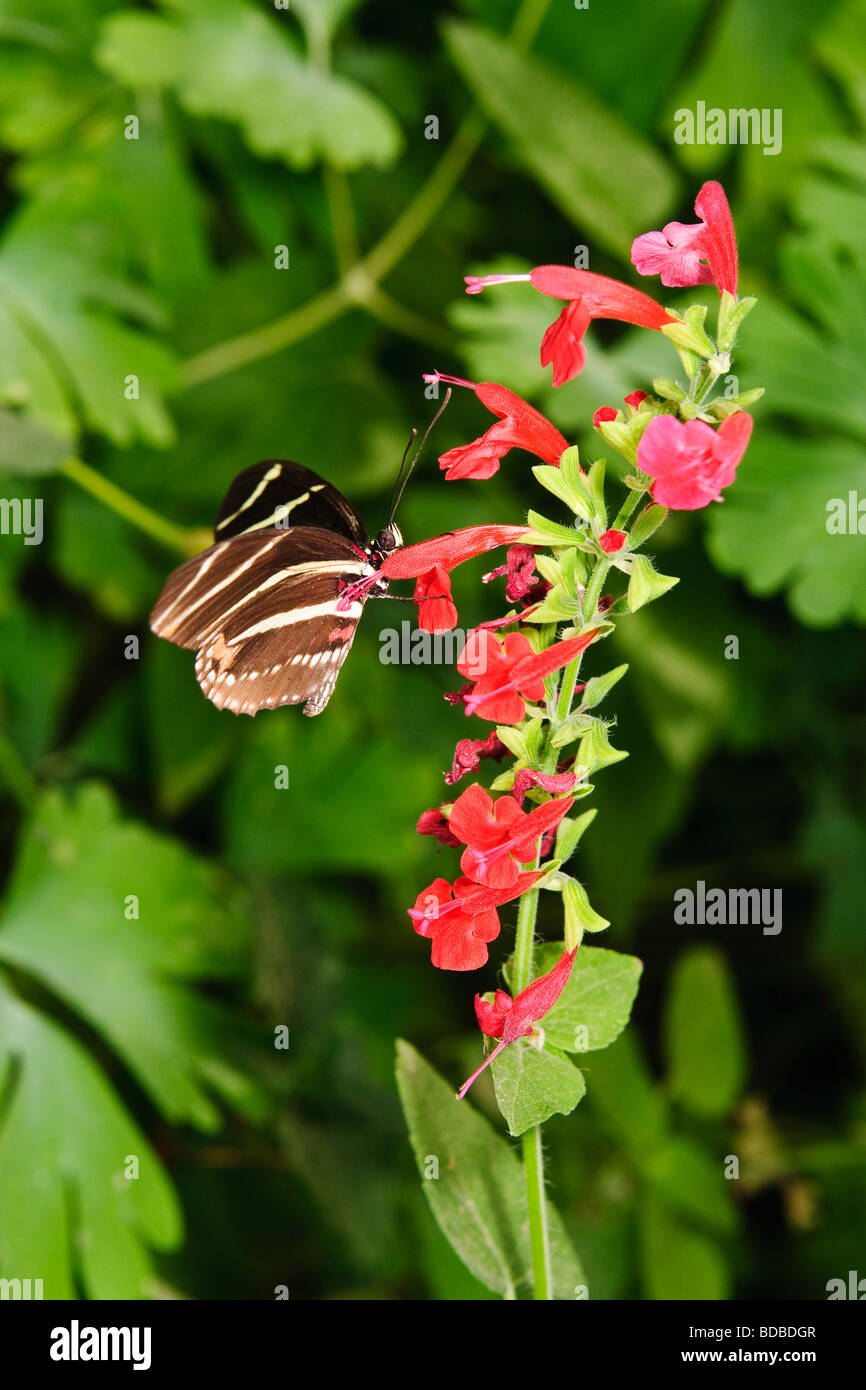 Zebra Longwing butterfly on a penstemon Stock Photo - Alamy