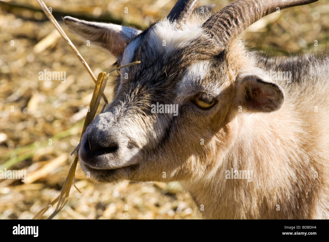 A billy goat on a farm in South Africa Stock Photo - Alamy