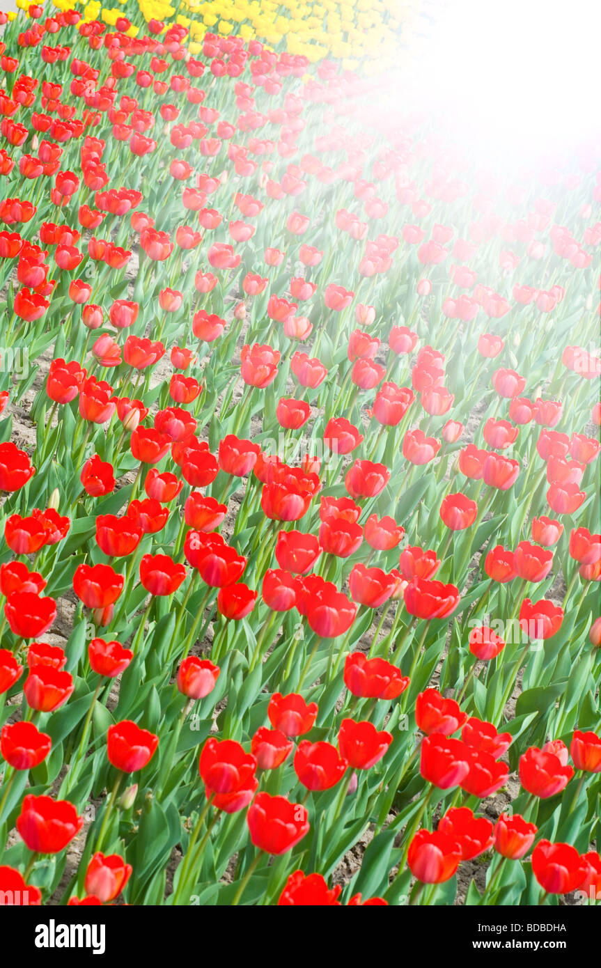 Many tulips in the garden Stock Photo - Alamy