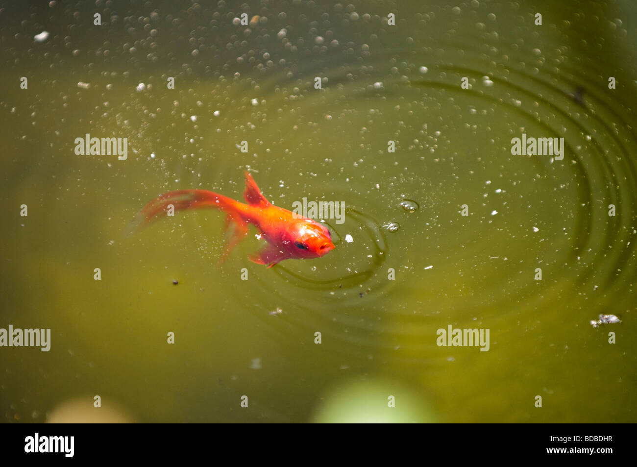 Single koi in a pond Stock Photo - Alamy