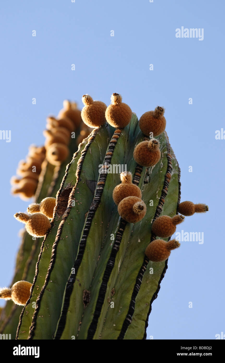 Fuzzy cactus hi-res stock photography and images - Alamy