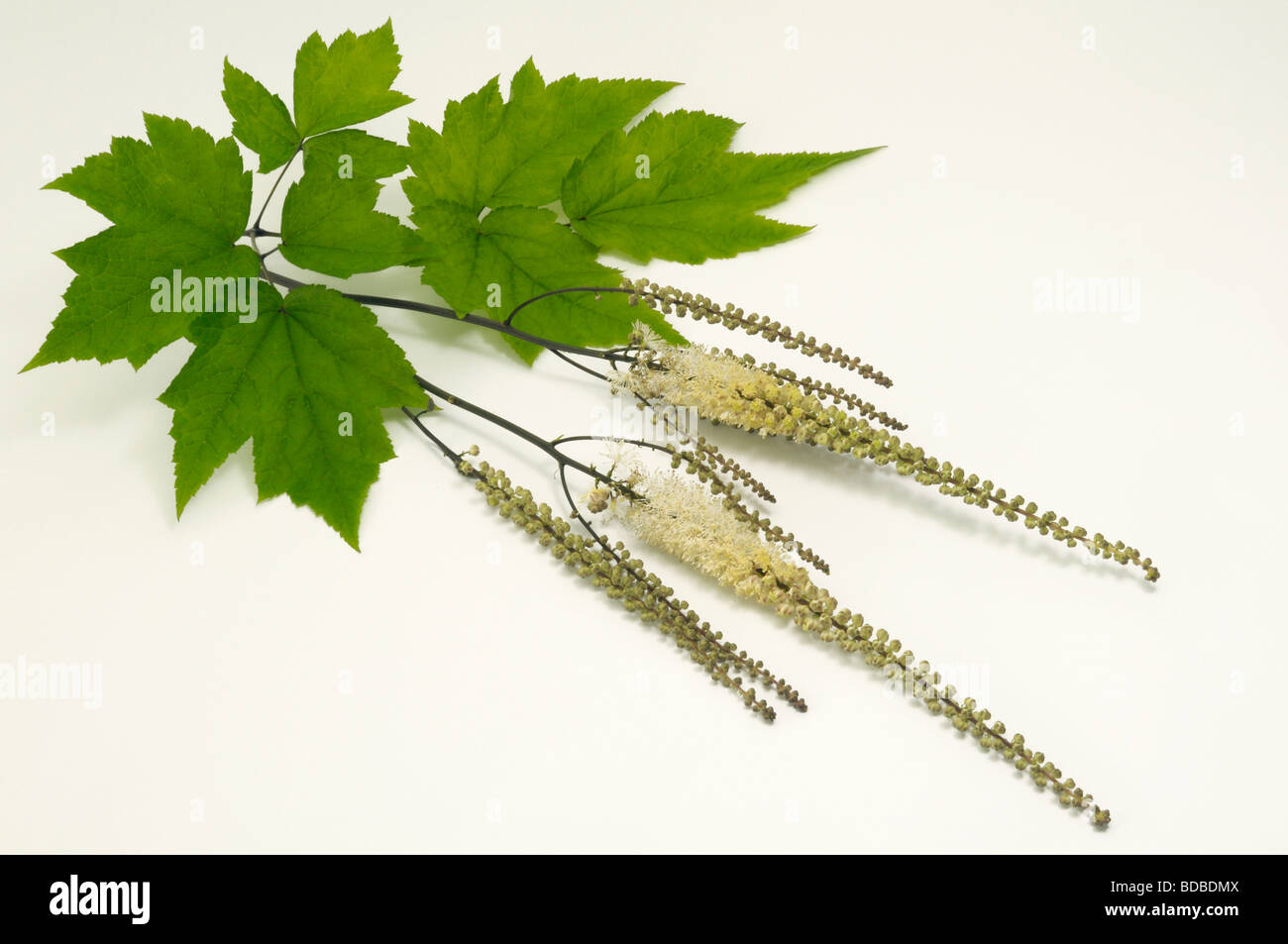Black Cohosh, Squaw Root, Black Snakeroot (Cimifuga racemosa ...