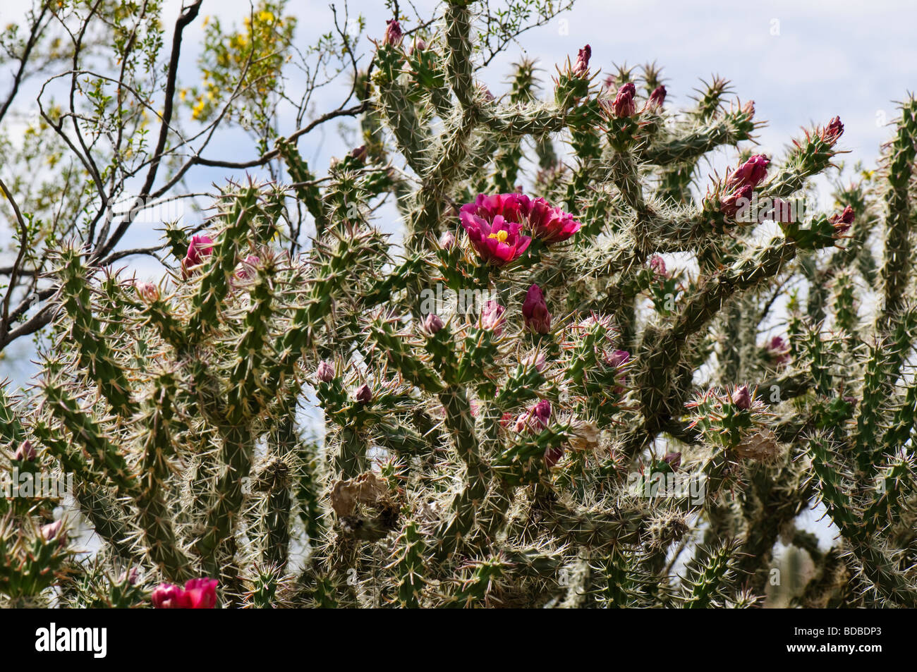 Cholla cactus hi-res stock photography and images - Alamy