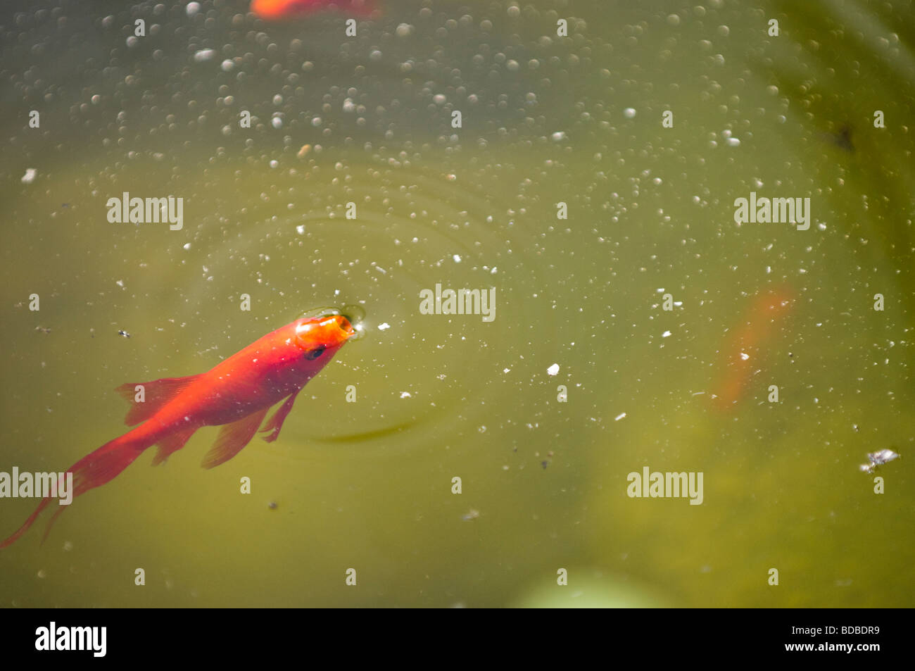 Single koi in a pond Stock Photo - Alamy
