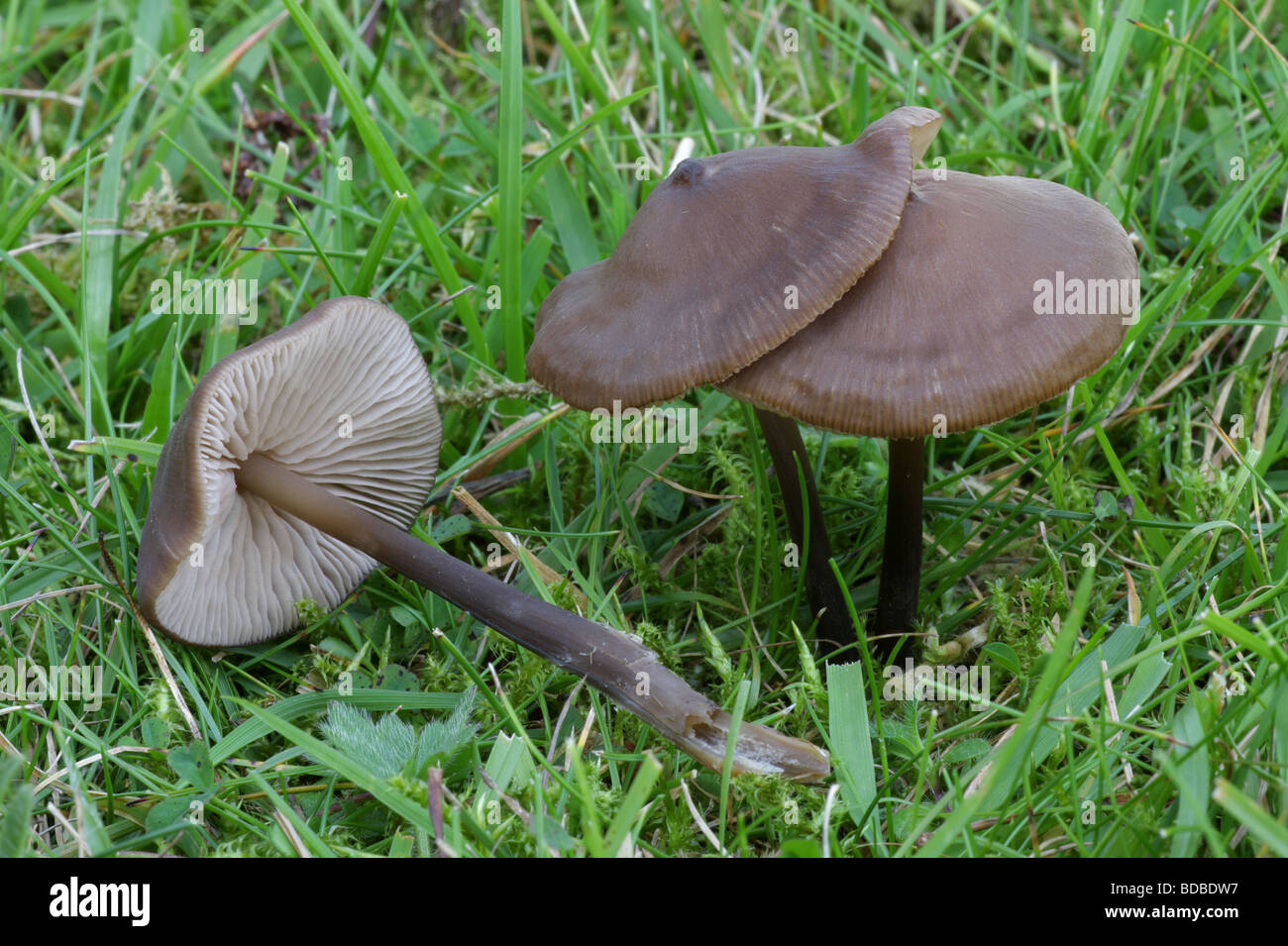 Entoloma hi-res stock photography and images - Alamy