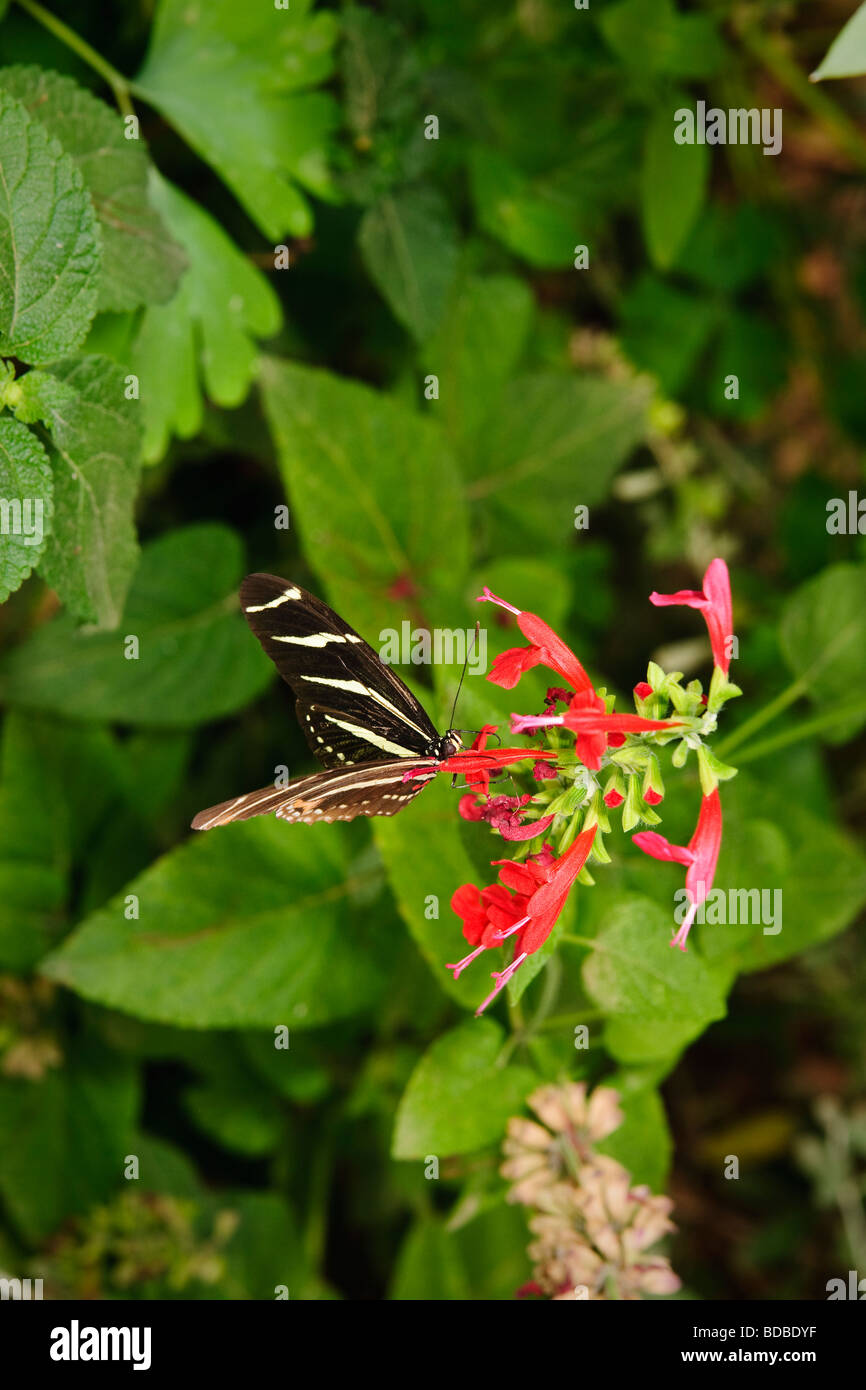 Zebra Longwing butterfly on penstemon flowers Stock Photo - Alamy