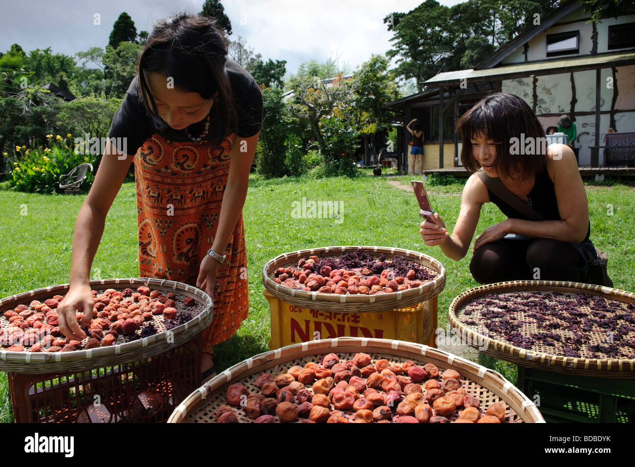 Sun dried ume plums and shiso leaves, Browns Field farm, Isumi, Chiba ...
