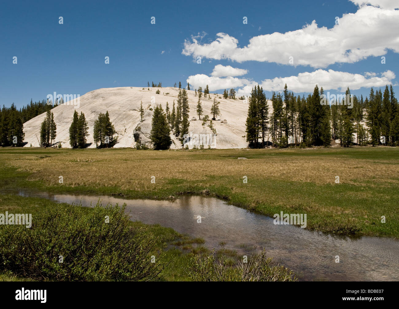 Beautiful unique trees white mountain High Resolution Stock Photography ...