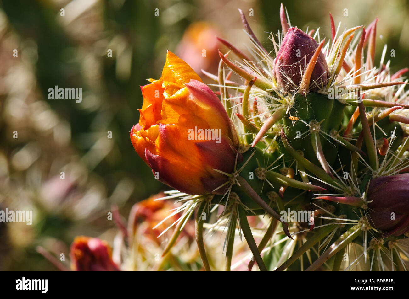 Desert flower thorns hi-res stock photography and images - Alamy