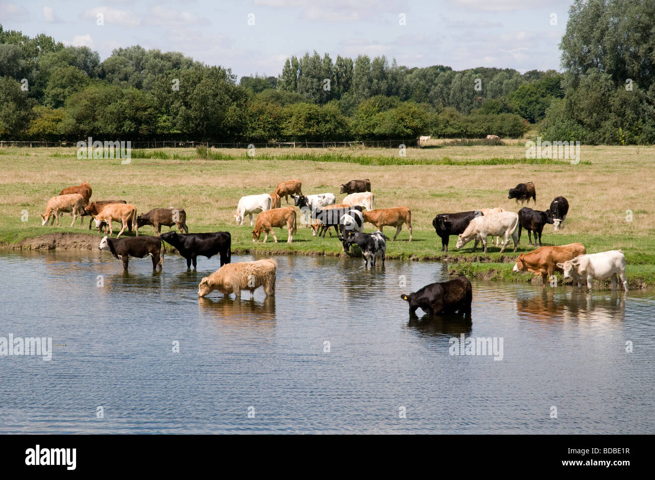 Coloured cows hi-res stock photography and images - Alamy