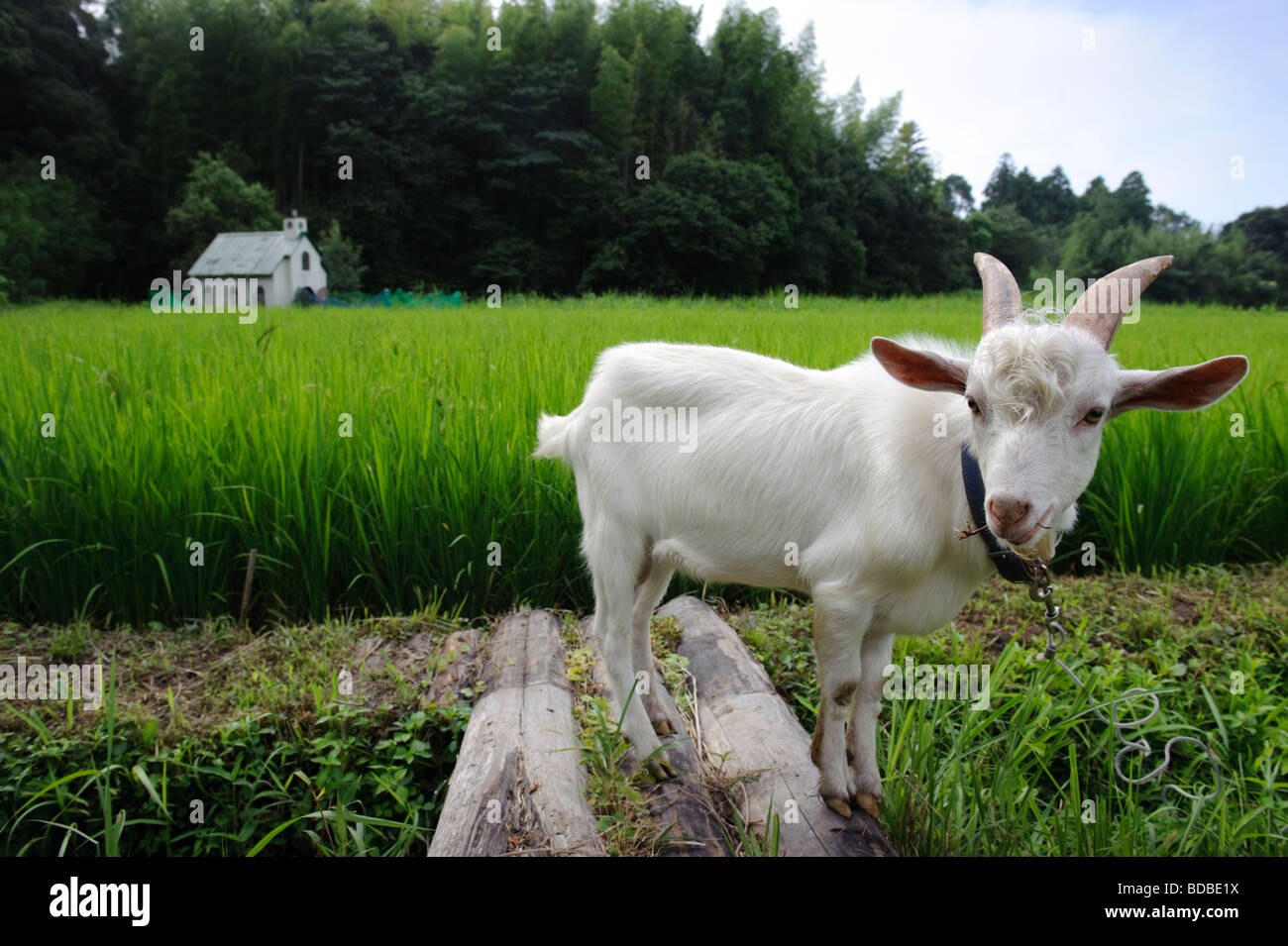House goats hi-res stock photography and images - Alamy