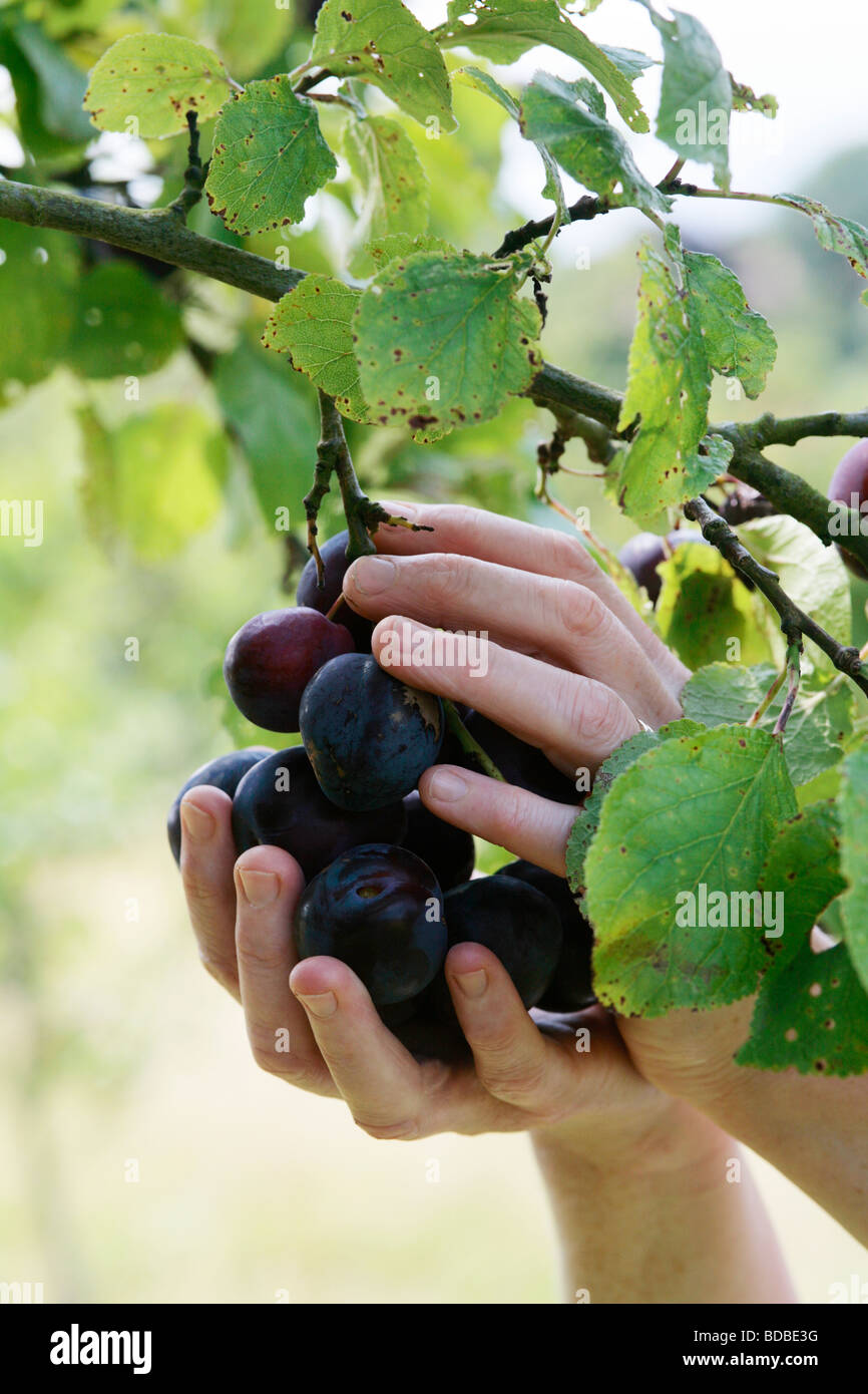 Hands holding plums from a tree Stock Photo - Alamy