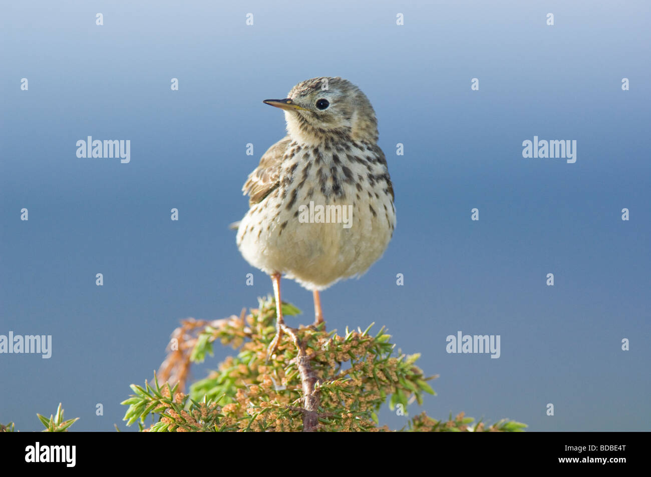 Pipit in flowers hi-res stock photography and images - Alamy