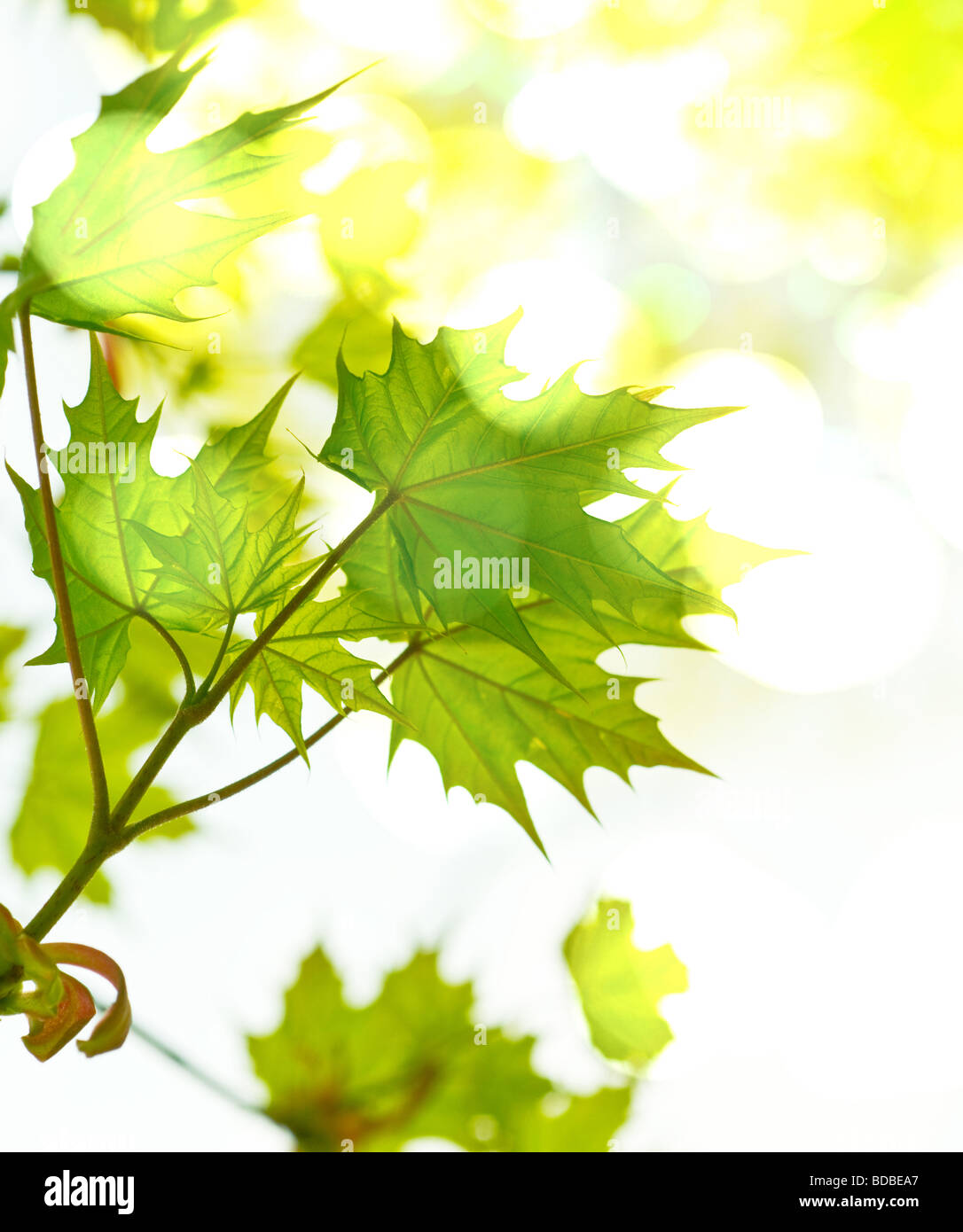 Fresh green leaves in forest Stock Photo - Alamy