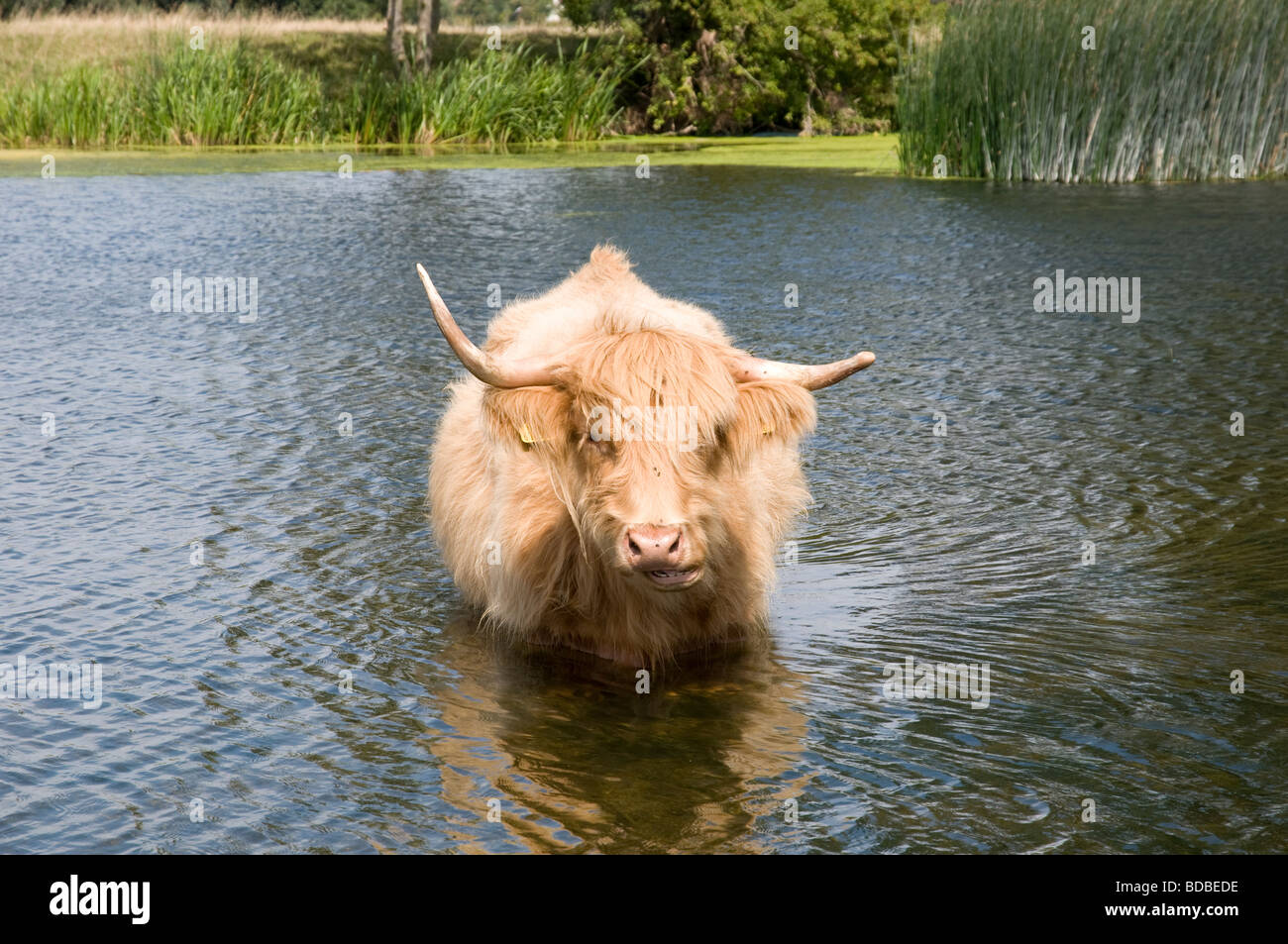 A hairy Highland bull with horns standing in a pond and looking at the ...