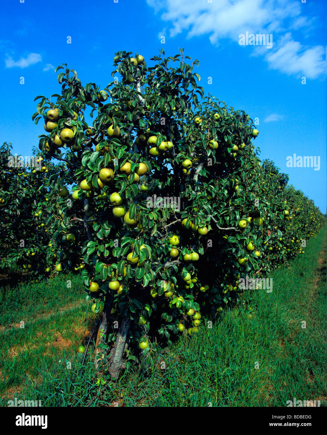 Apple Tree Plantation Stock Photo - Alamy