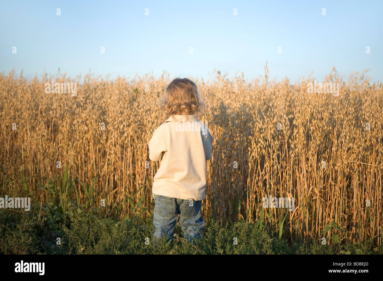 rear view of toddler standing in front of field Stock Photo - Alamy