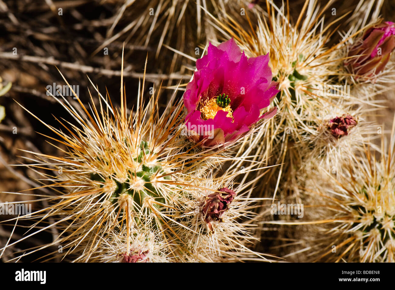 Pink cactus flower Stock Photo - Alamy