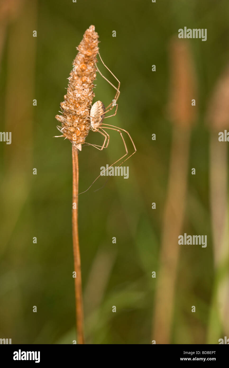 Spider Phalangiids Mitopus Morio on Meadow Foxtail Alopecurus pratensis ...