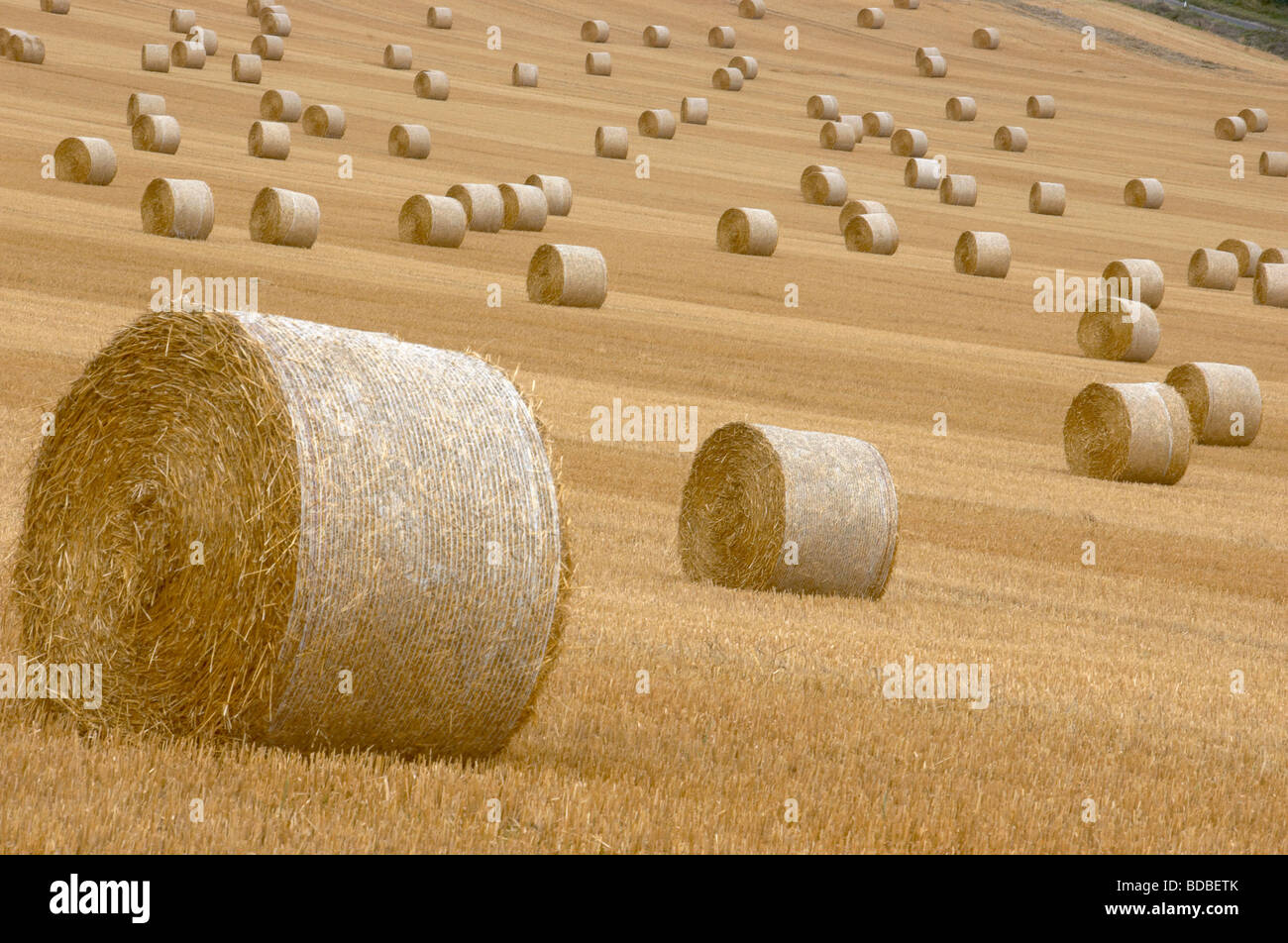 field of straw bales Stock Photo - Alamy