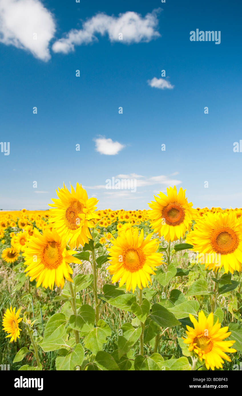 Field of sunflowers, Provence, France Stock Photo - Alamy