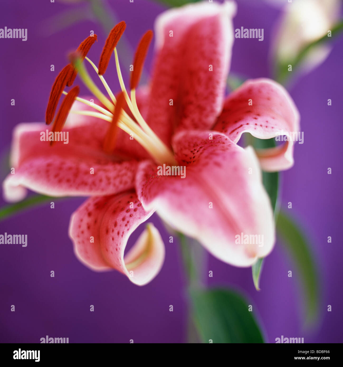 stargazer lily fine art photography Jane Ann Butler Photography JABP271 ...