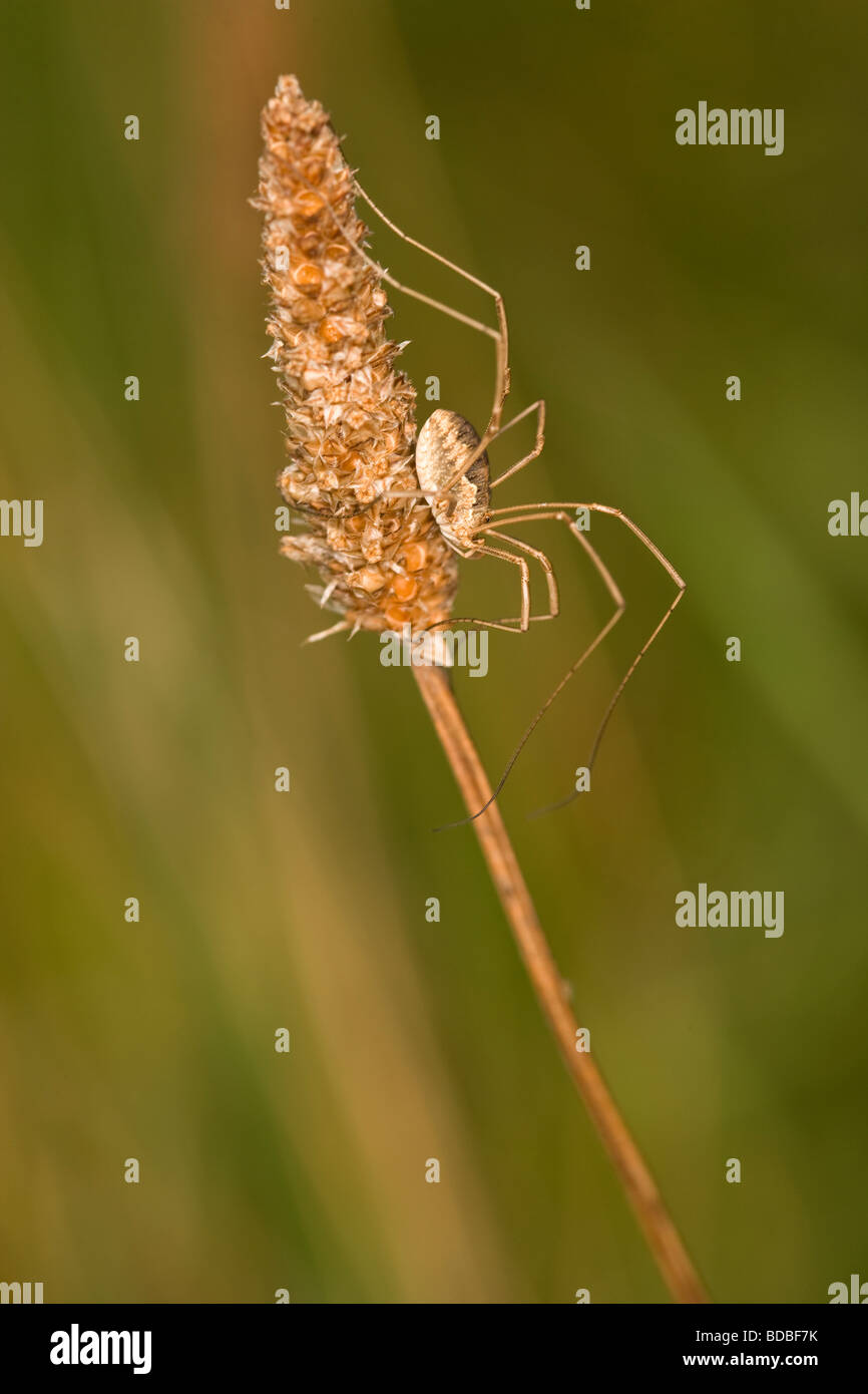 Mitopus morio hi-res stock photography and images - Alamy