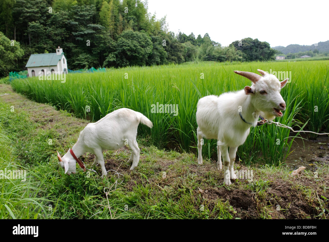House goats hi-res stock photography and images - Alamy