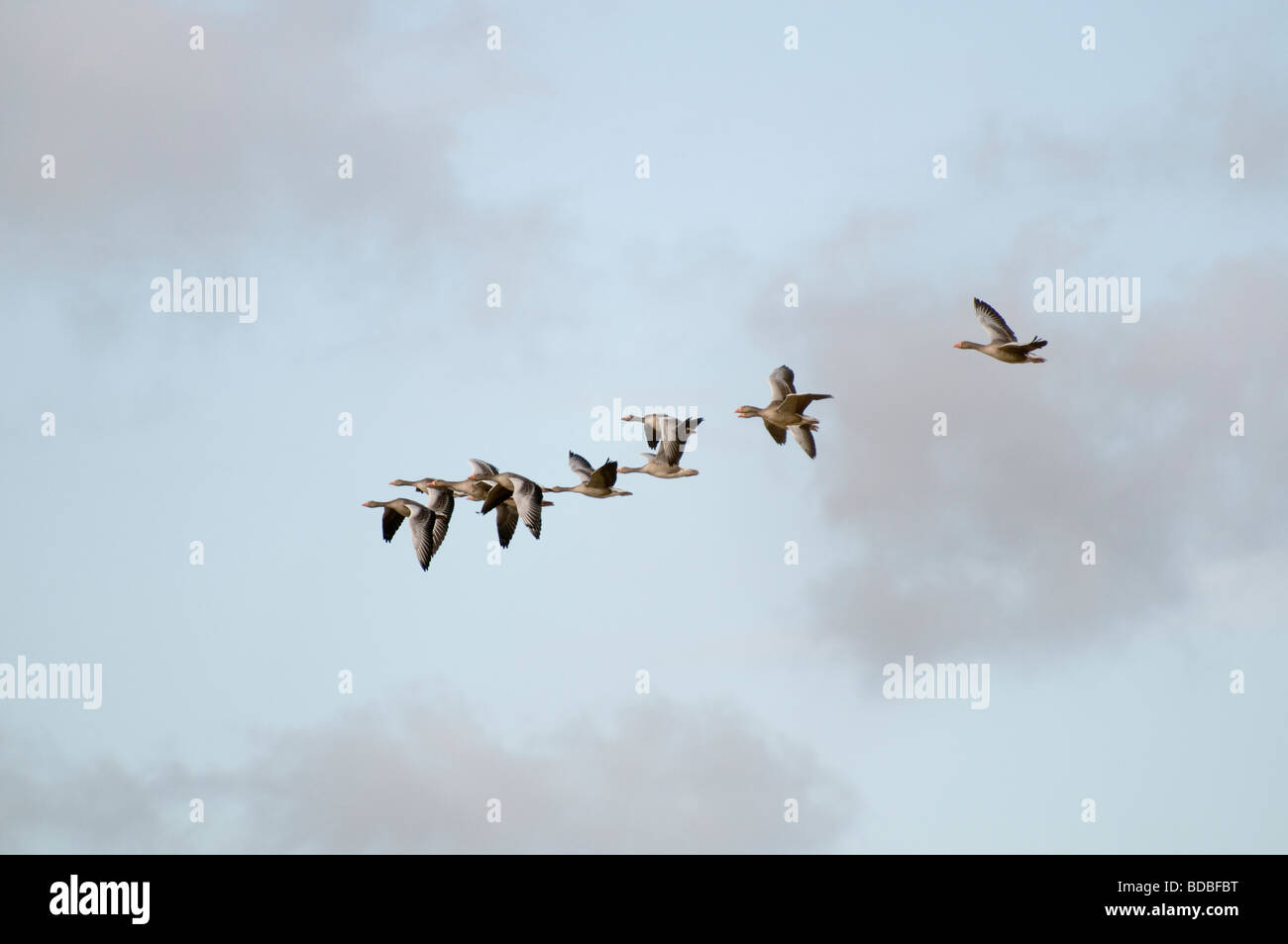 Grey geese flying Stock Photo - Alamy