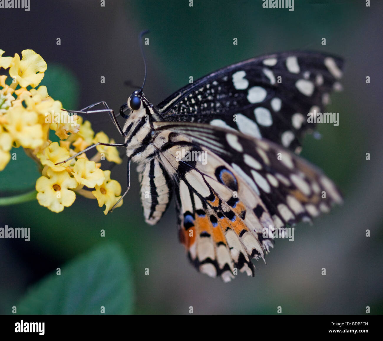 Citrus Swallowtail Butterfly (papilio demodocus Stock Photo - Alamy