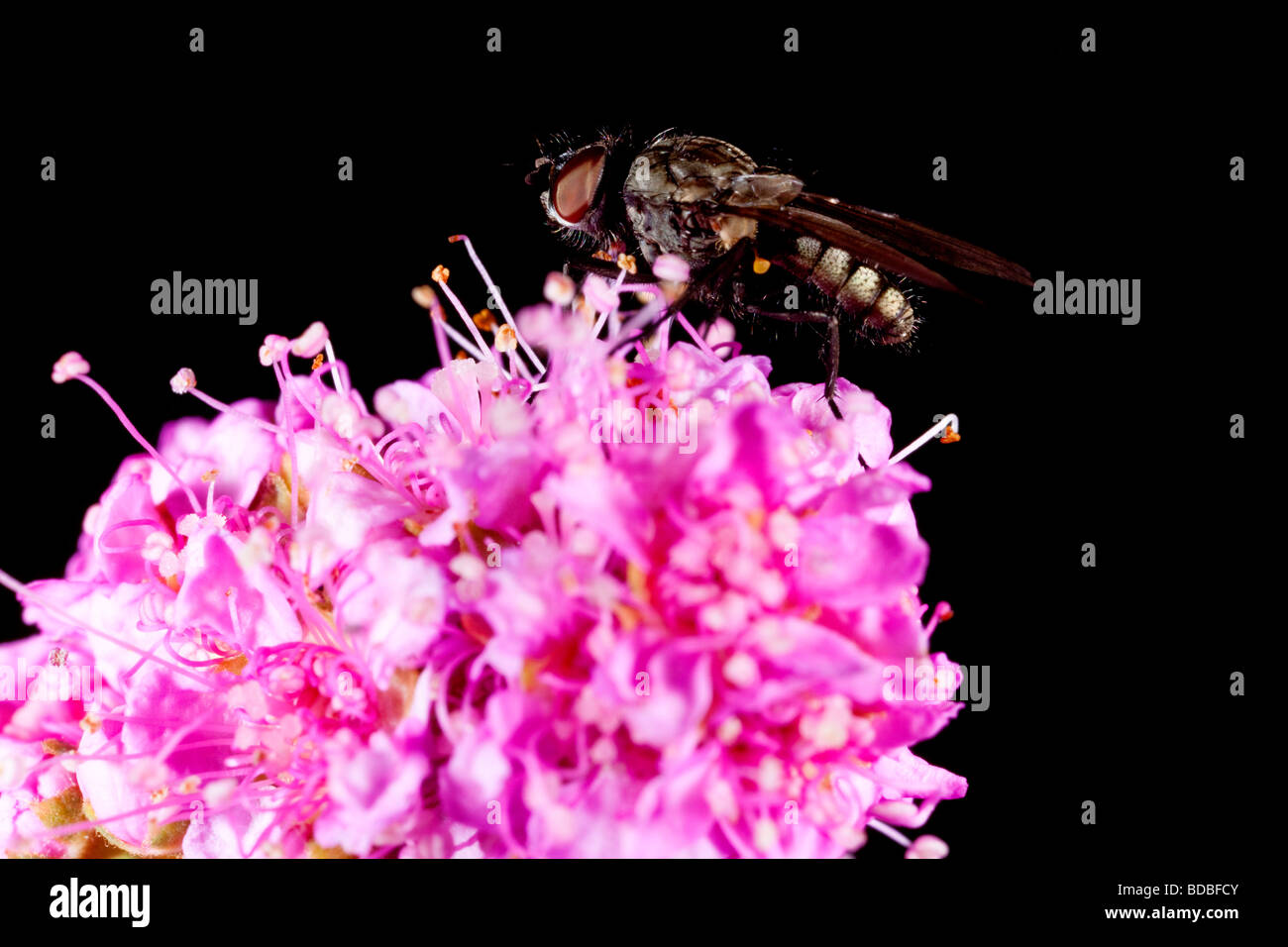 Tiny fly on flower Stock Photo - Alamy