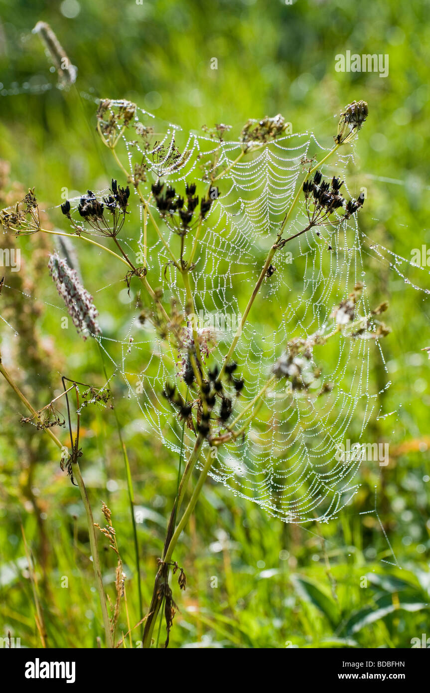 Spiders web on a flower Stock Photo - Alamy