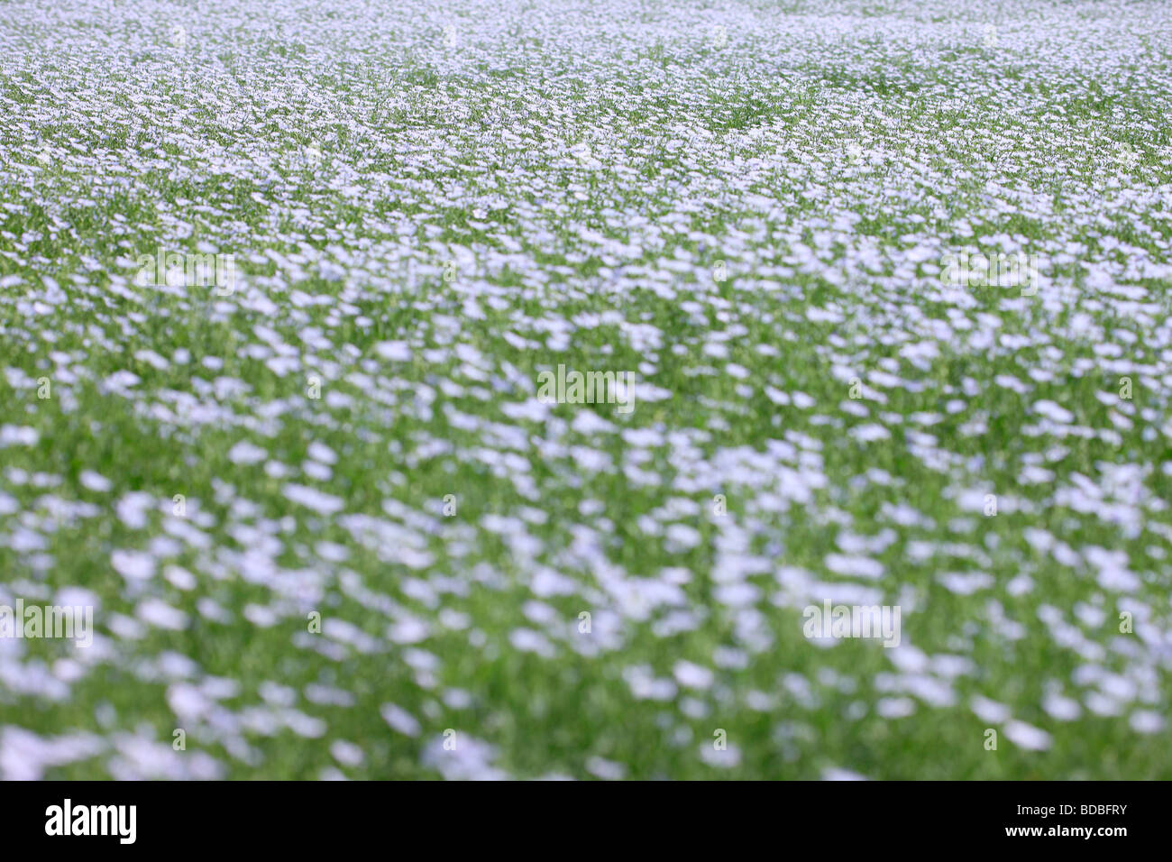 linseed field in summer fine art photography Jane Ann Butler ...