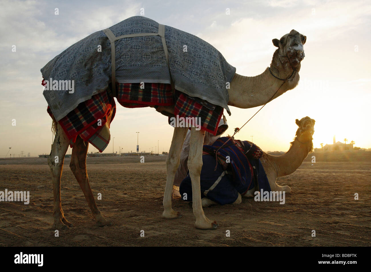 Two camels hi-res stock photography and images - Alamy