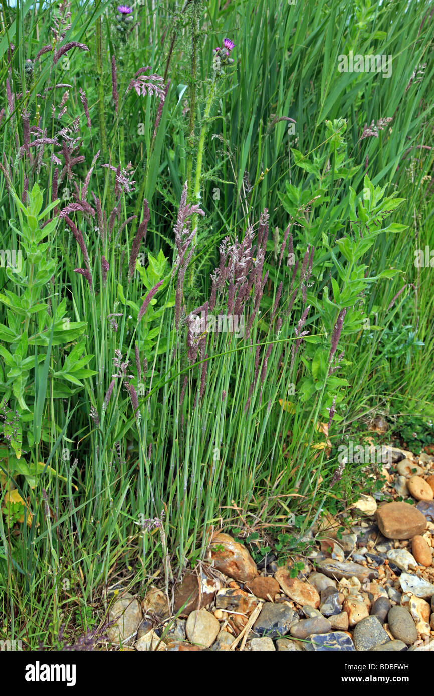Closeups plants hi-res stock photography and images - Alamy