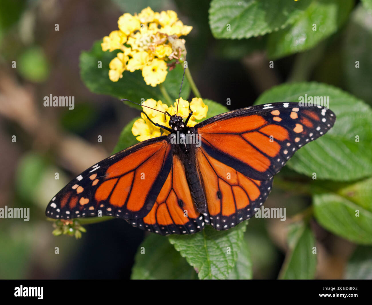 Monarch Butterfly (danaus plexippus Stock Photo - Alamy Monarch Butterfly (danaus plexippus Stock Photo - Alamy
