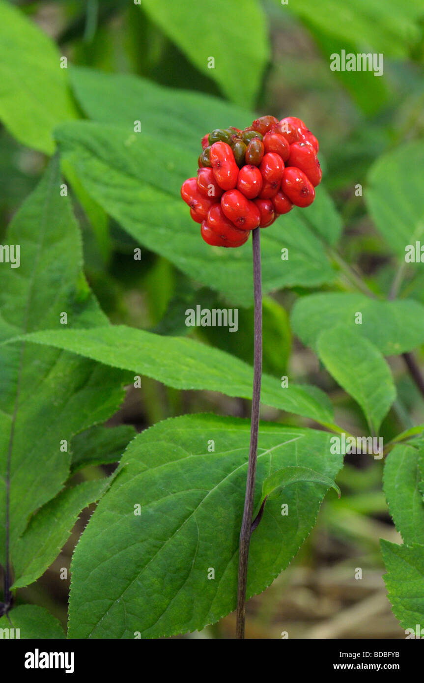 Ginseng fruit hi-res stock photography and images - Alamy