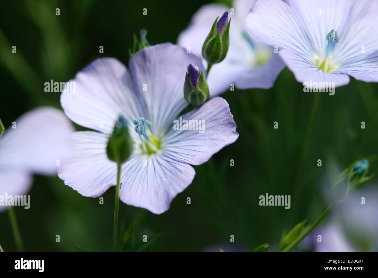 pale blue flax flowers fine art photography Jane Ann Butler Photography ...