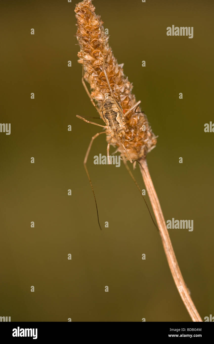 Mitopus morio hi-res stock photography and images - Alamy