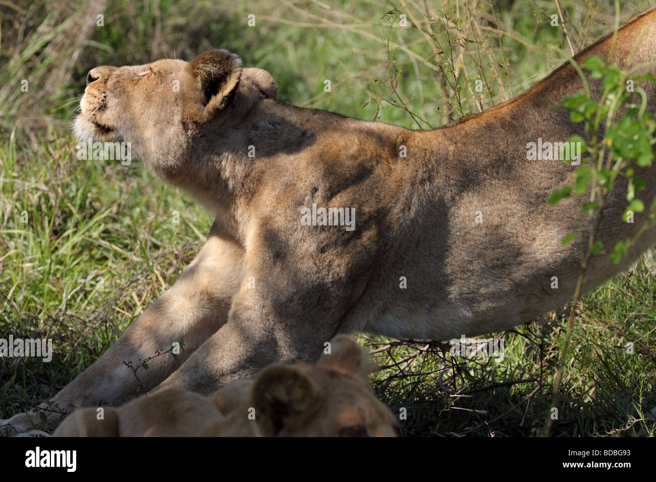 Female lion (Panthera leo), Africa Stock Photo - Alamy