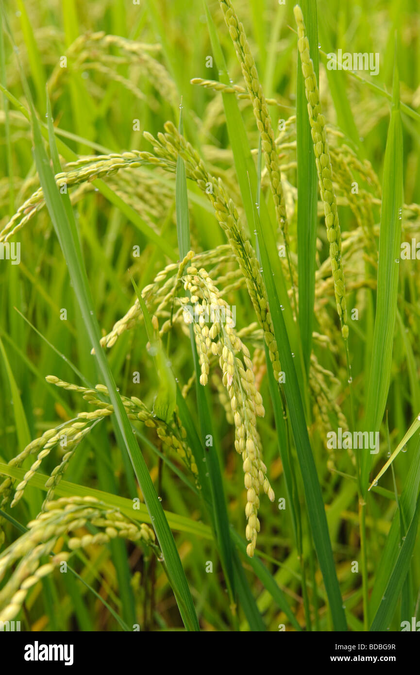 Brown rice field hi-res stock photography and images - Alamy