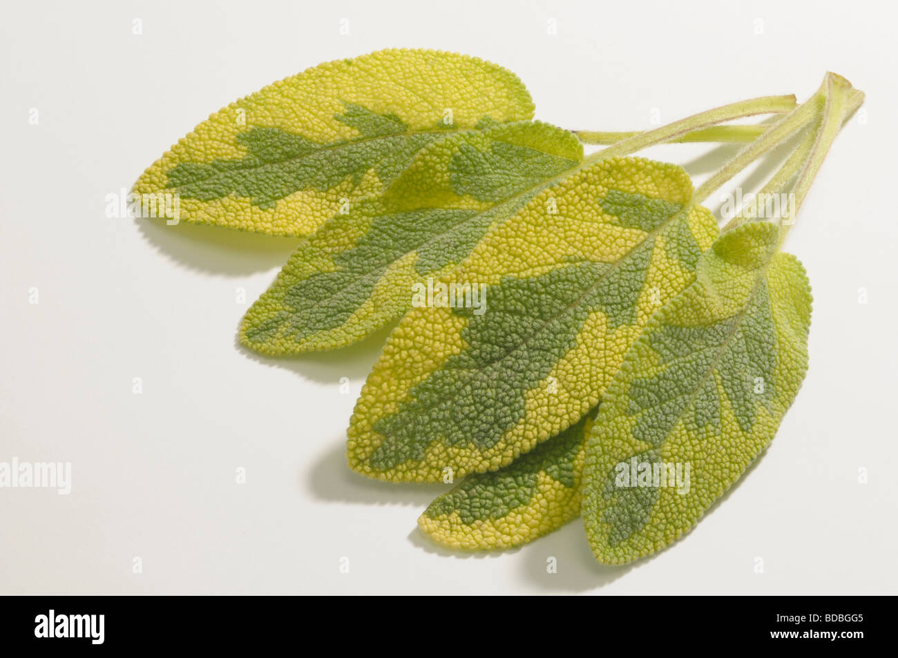 Golden Variegated Sage, Golden Common Sage (Salvia officinalis Icterina ...