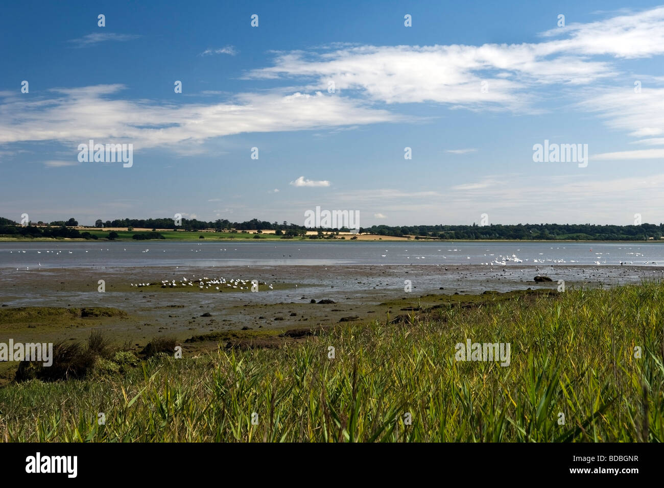 Birds feeding in the Estuary of the River Stour, Essex, UK Stock Photo ...