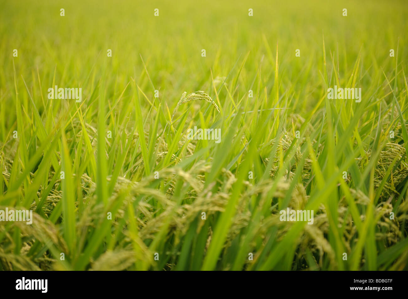 Brown rice field hi-res stock photography and images - Alamy
