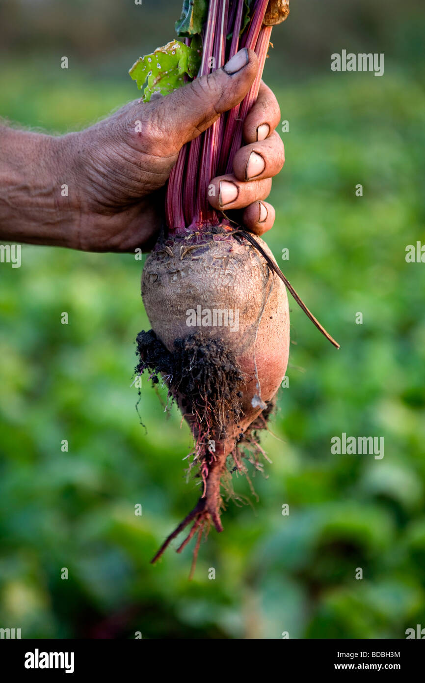 Beetroot farming hi-res stock photography and images - Alamy