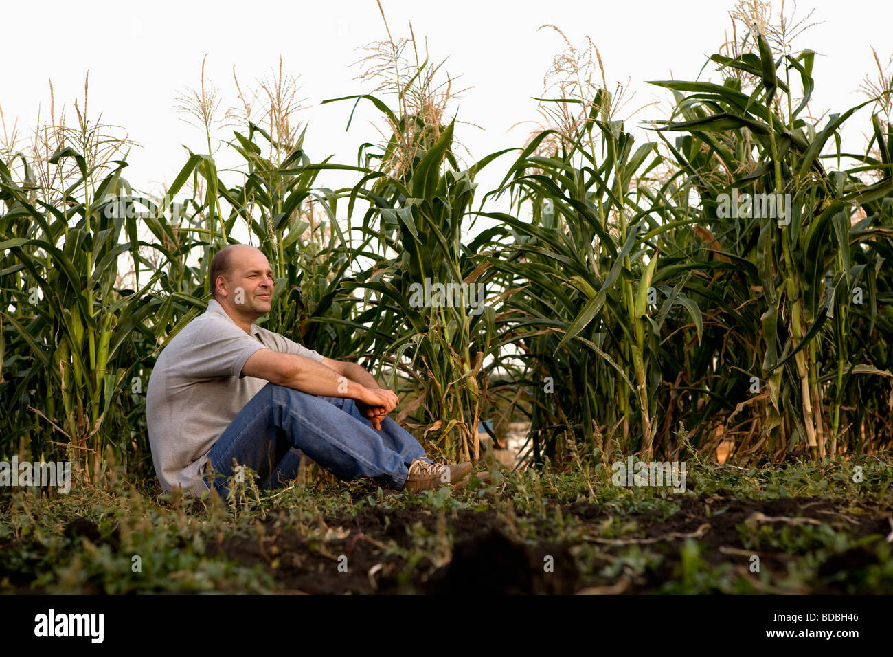 portrait of farmer sitting in corn field Stock Photo - Alamy