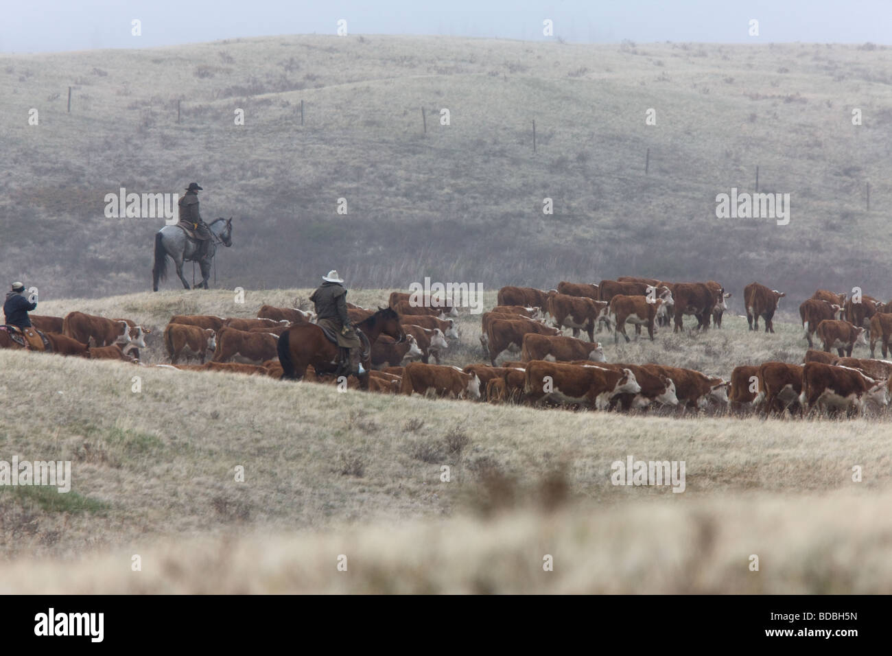 Shepherd cyprus hi-res stock photography and images - Alamy